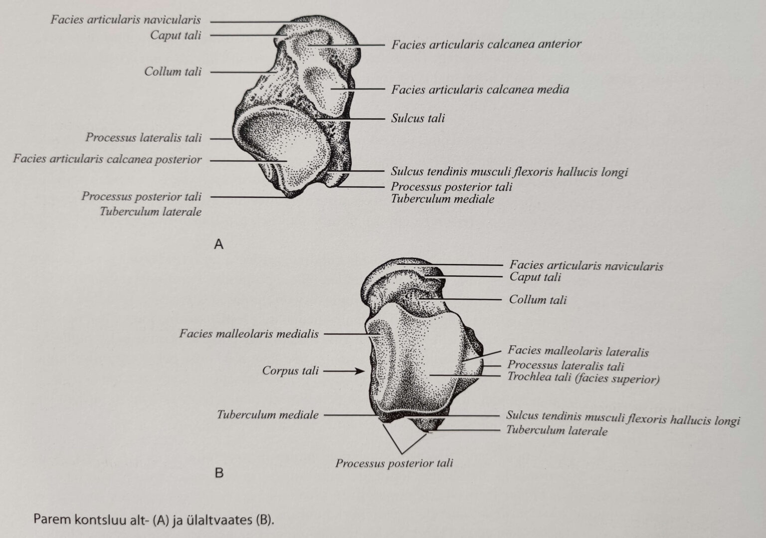 Õppeained: Anatoomia - Studiosus medicinae